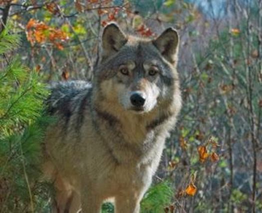 Upper Peninsula Michigan Wolves Gray Wolf Population In Michigan